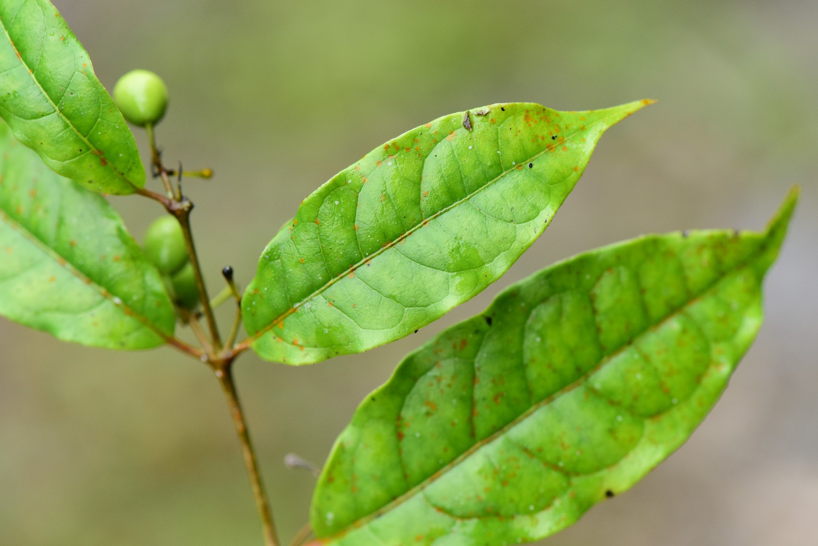 多花蓬萊葛 (Gardneria multiflora) 照顧，種植，繁殖，開花時間 - PictureThis