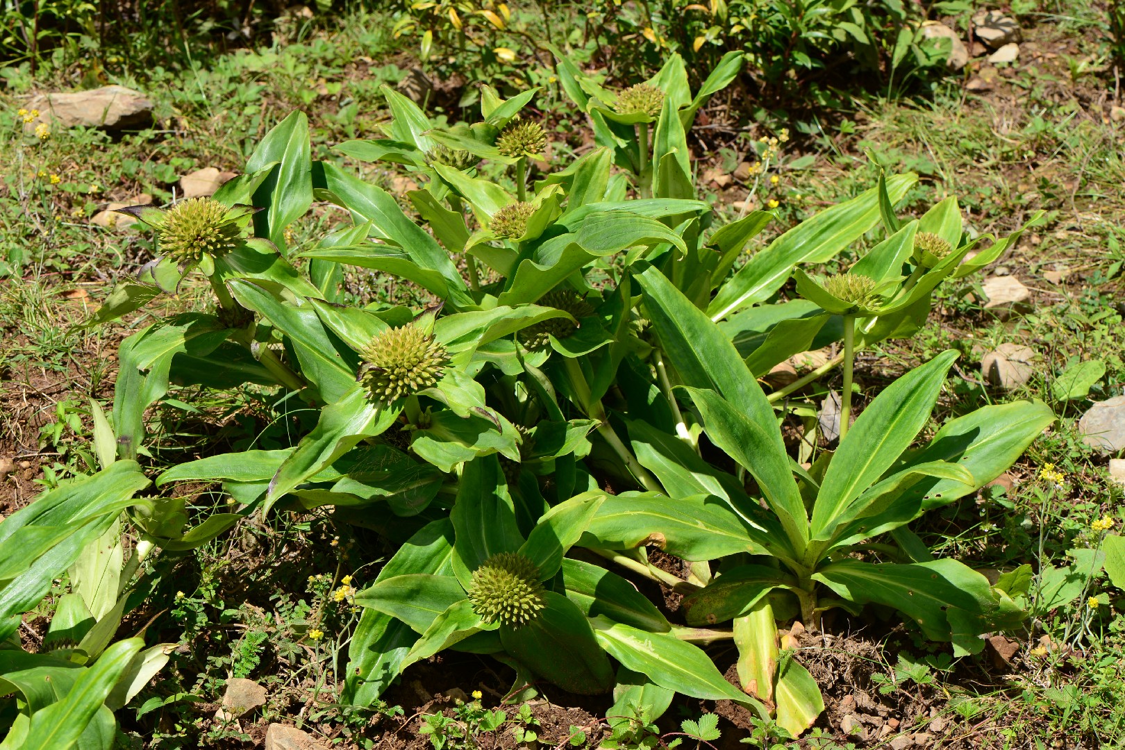 Tibetan gentian (Gentiana tibetica) Flower, Leaf, Care, Uses - PictureThis