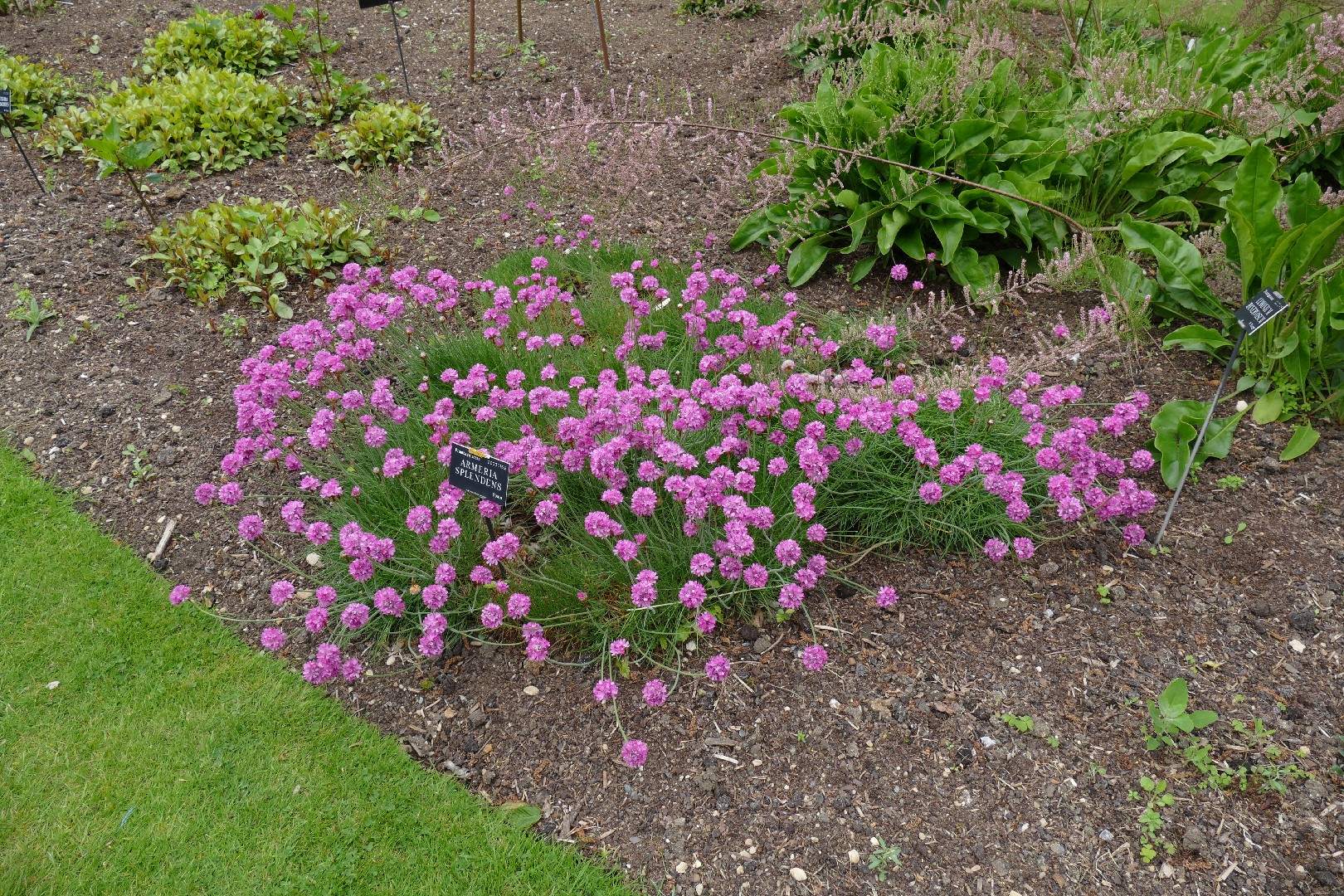 Armeria splendens - PictureThis