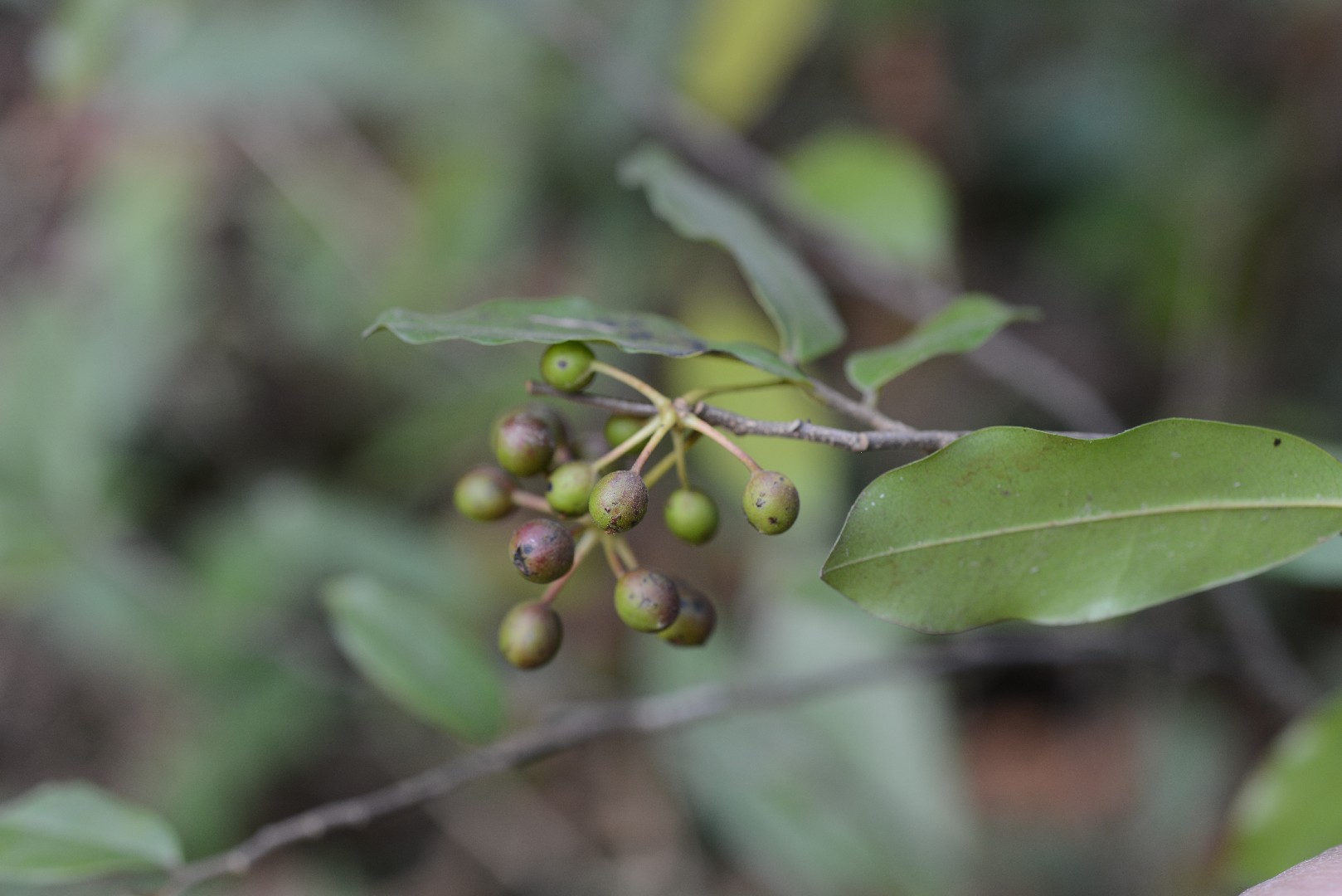 Polyalthia suberosa - PictureThis