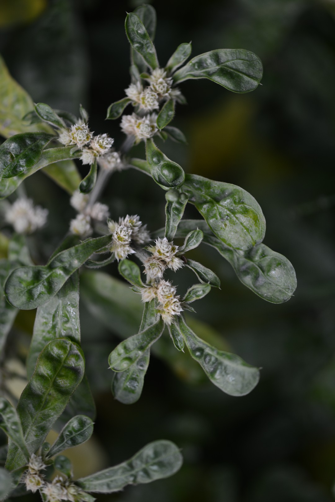 Alternanthera paronychioides - PictureThis