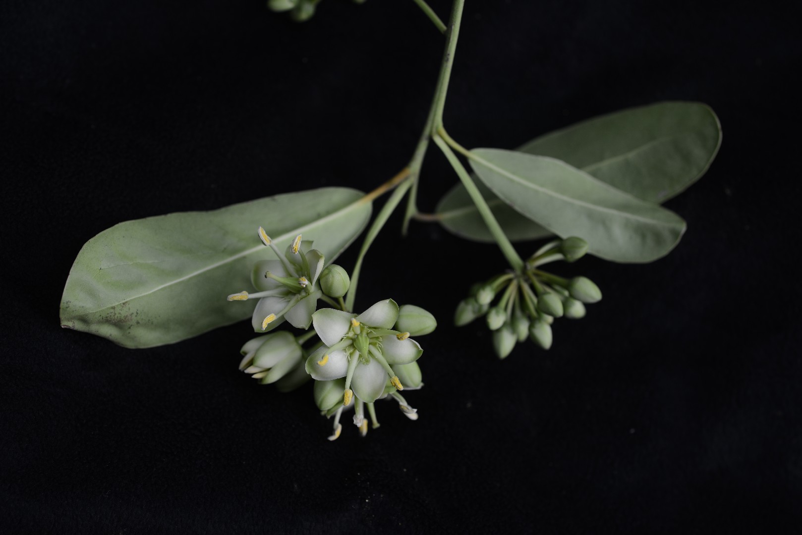 How to Plant and Grow Mfukufuku(Brexia madagascariensis)