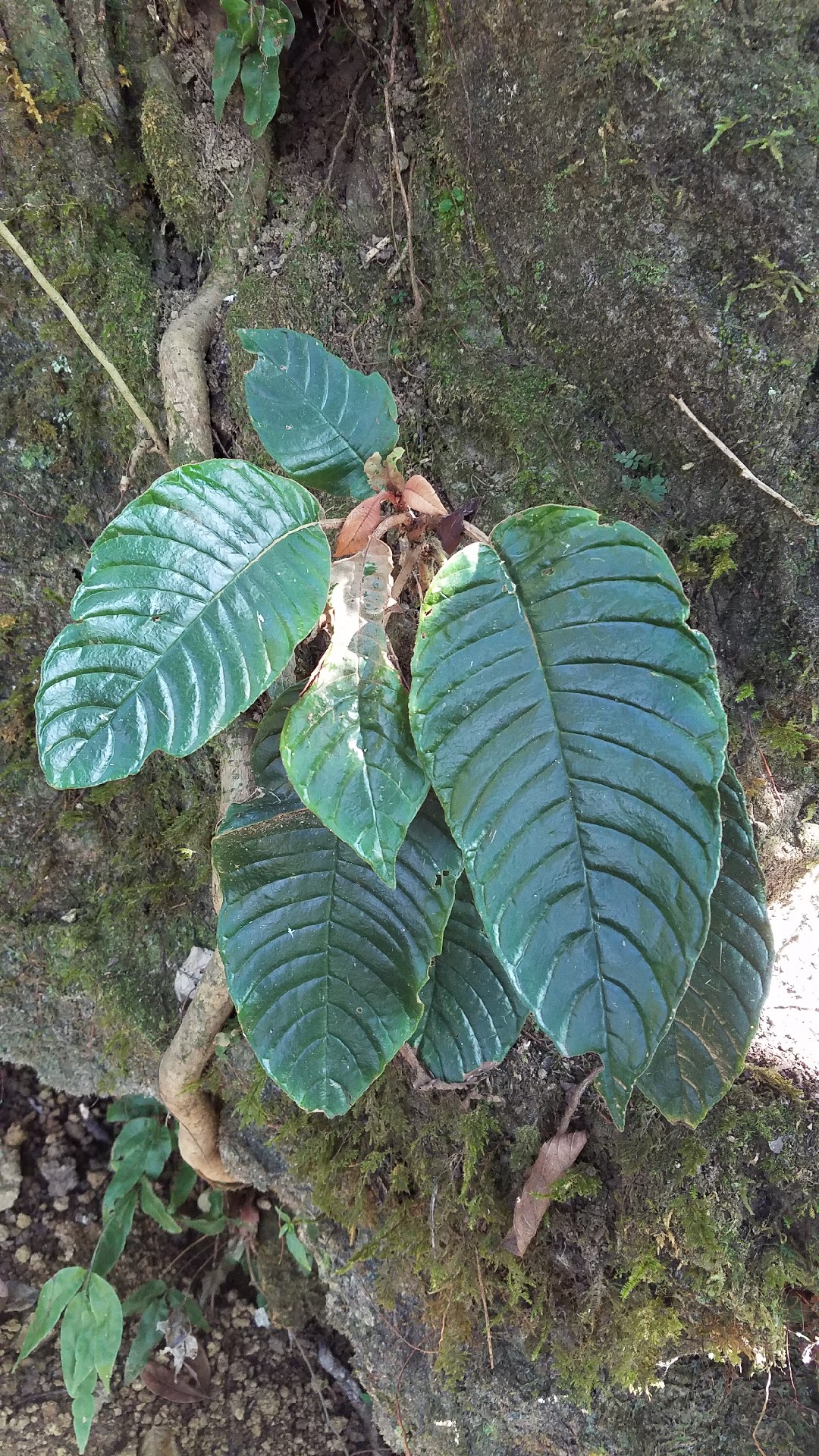 Paraboea sinensis - PictureThis