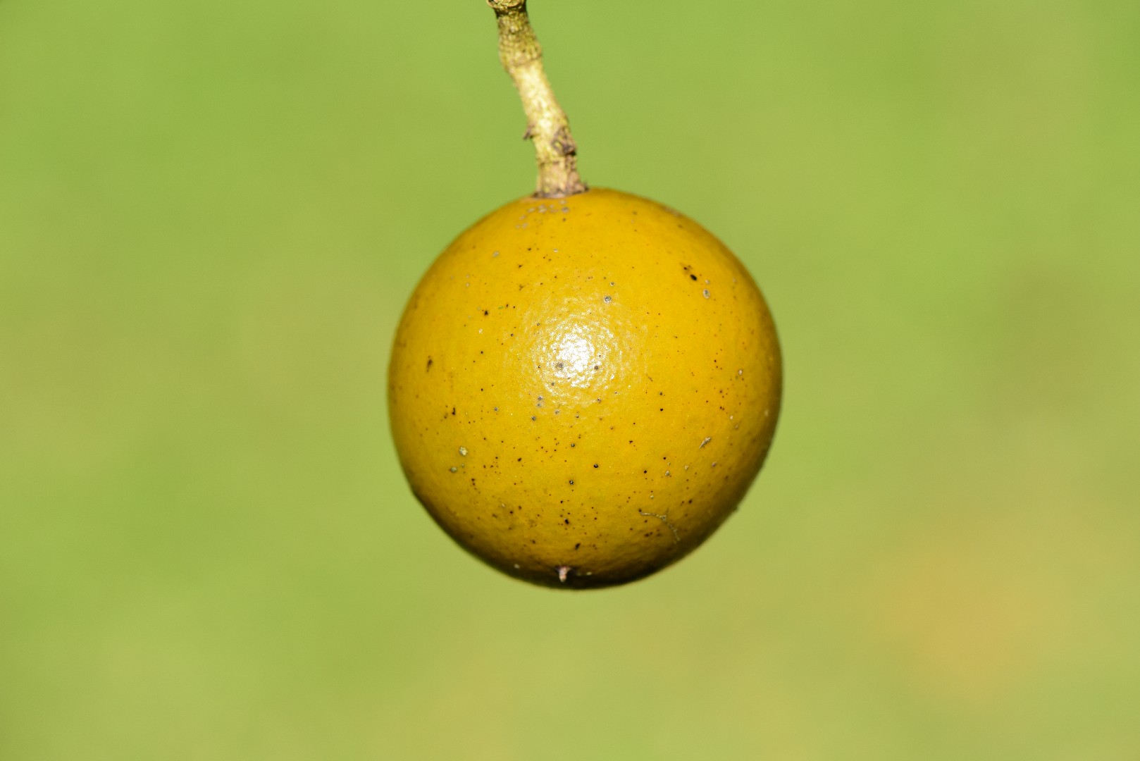 Árbol de la nuez vomica (Strychnos nux-vomica) - PictureThis
