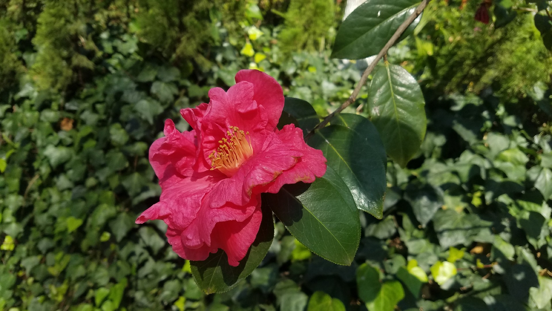 Camellia reticulata - PictureThis