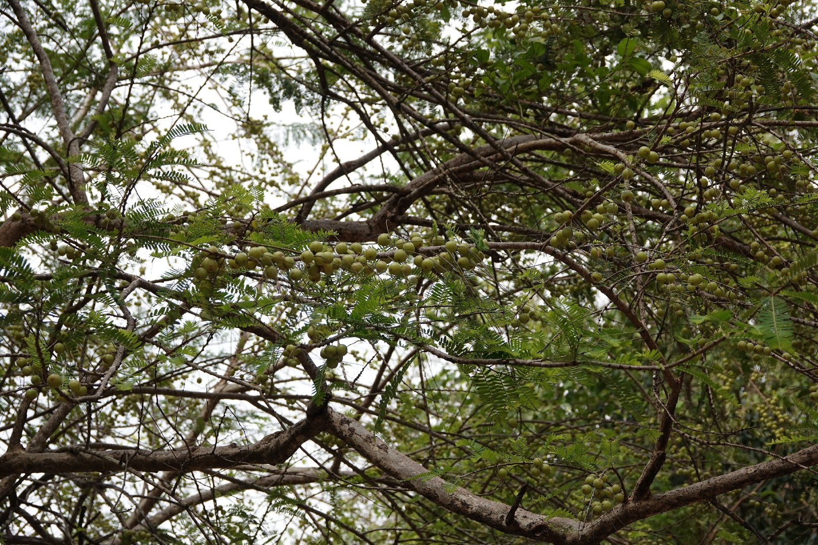 Phyllanthus emblica - PictureThis