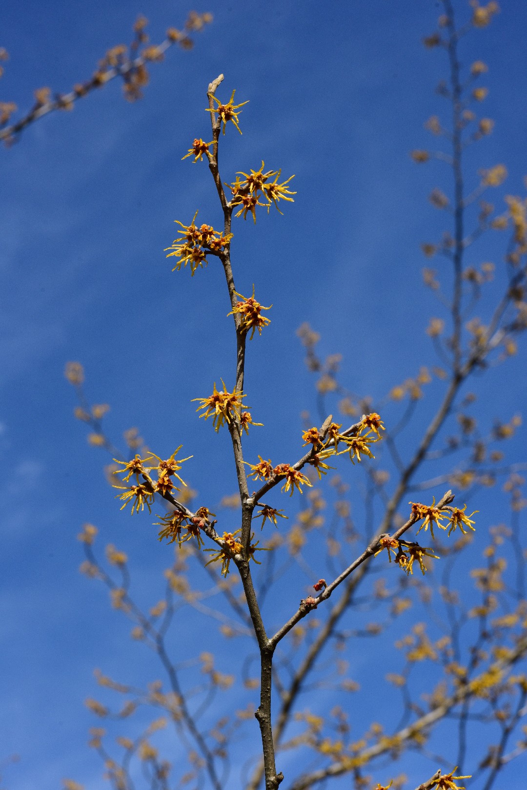 Hamamelis japonica - PictureThis