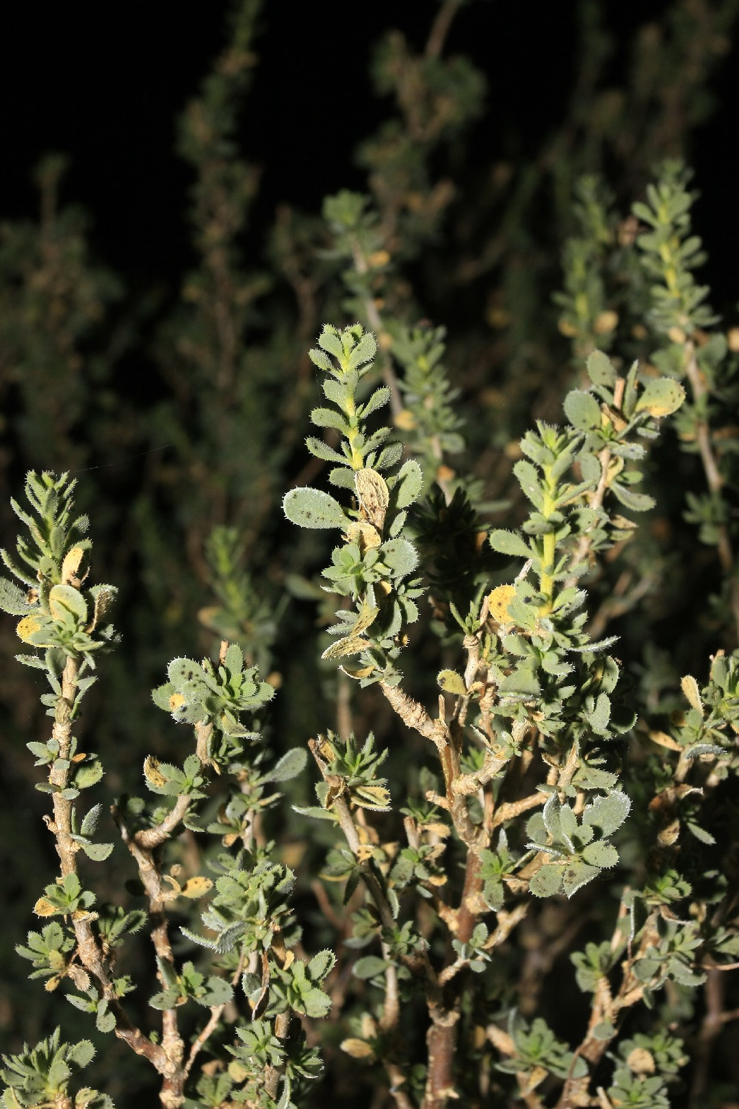 Vella pseudocytisus - PictureThis
