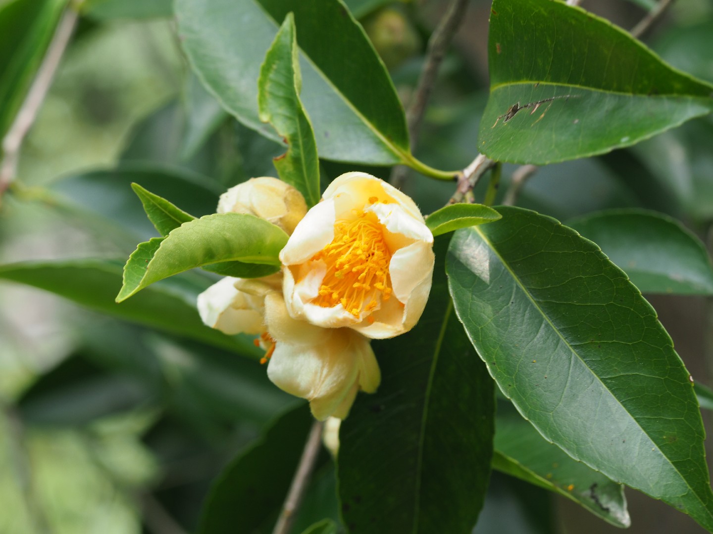 Common tutcheria (Pyrenaria spectabilis) Flower, Leaf, Care, Uses ...