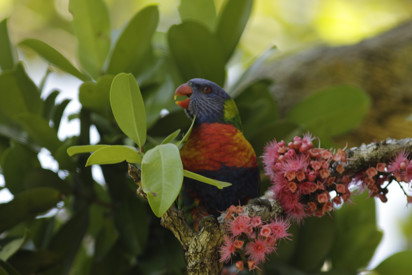 Syzygium moorei - PictureThis