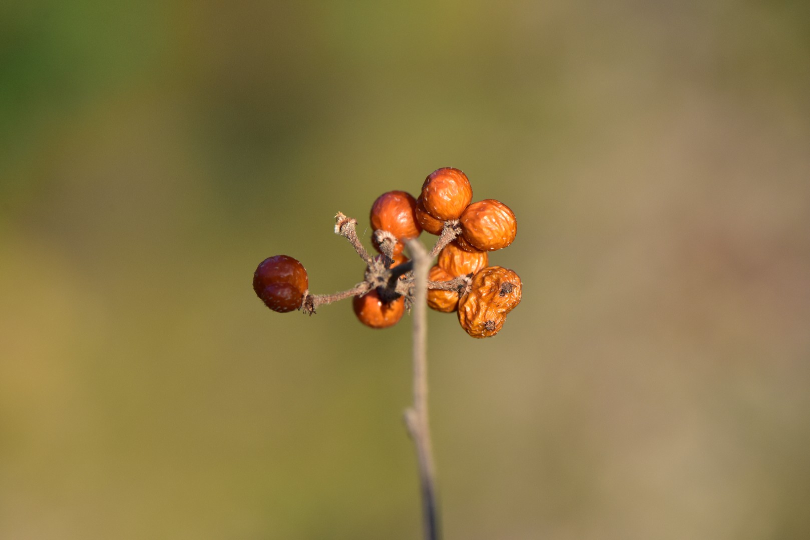 Bilobed grewia (Grewia biloba var. parviflora) Flower, Leaf, Care, Uses ...