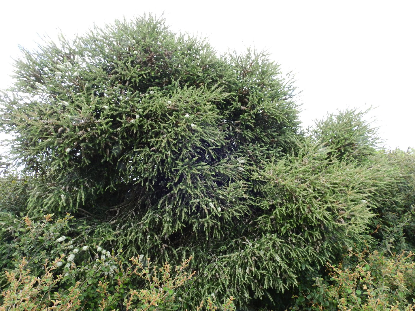 Epacris microphylla - PictureThis