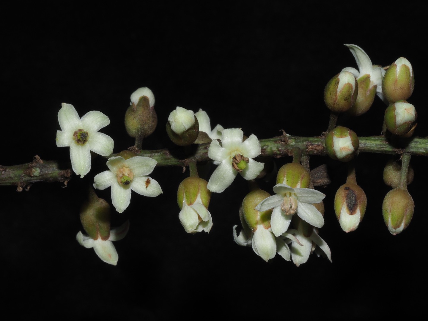 Bersama abyssinica - PictureThis