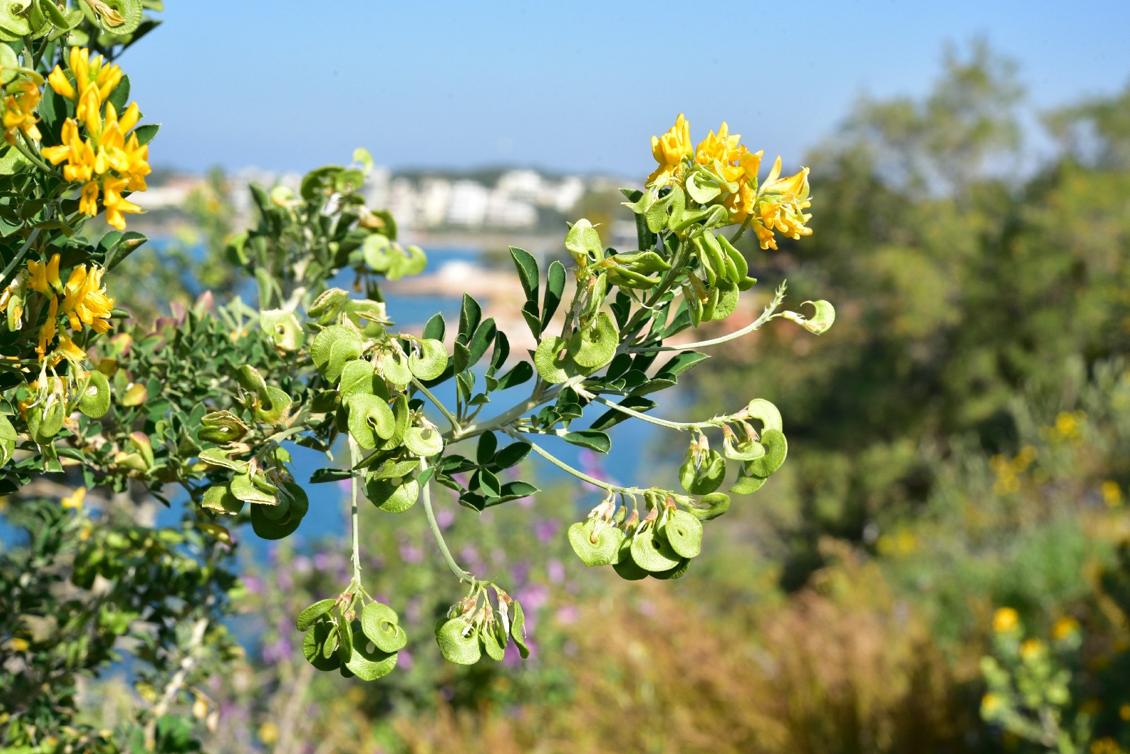 Medicago arborea - PictureThis