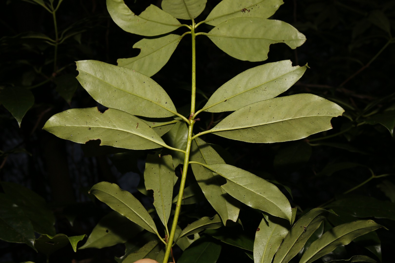 일리시움 시몬시 (Illicium simonsii) - PictureThis