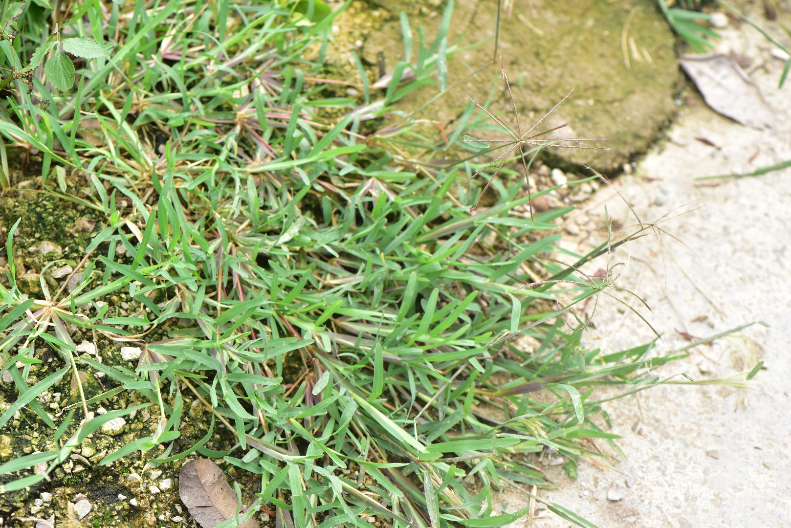 Chloris pycnothrix - PictureThis