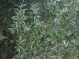 Bristlecone hemlock (Nothotsuga longibracteata) Flower, Leaf, Care ...