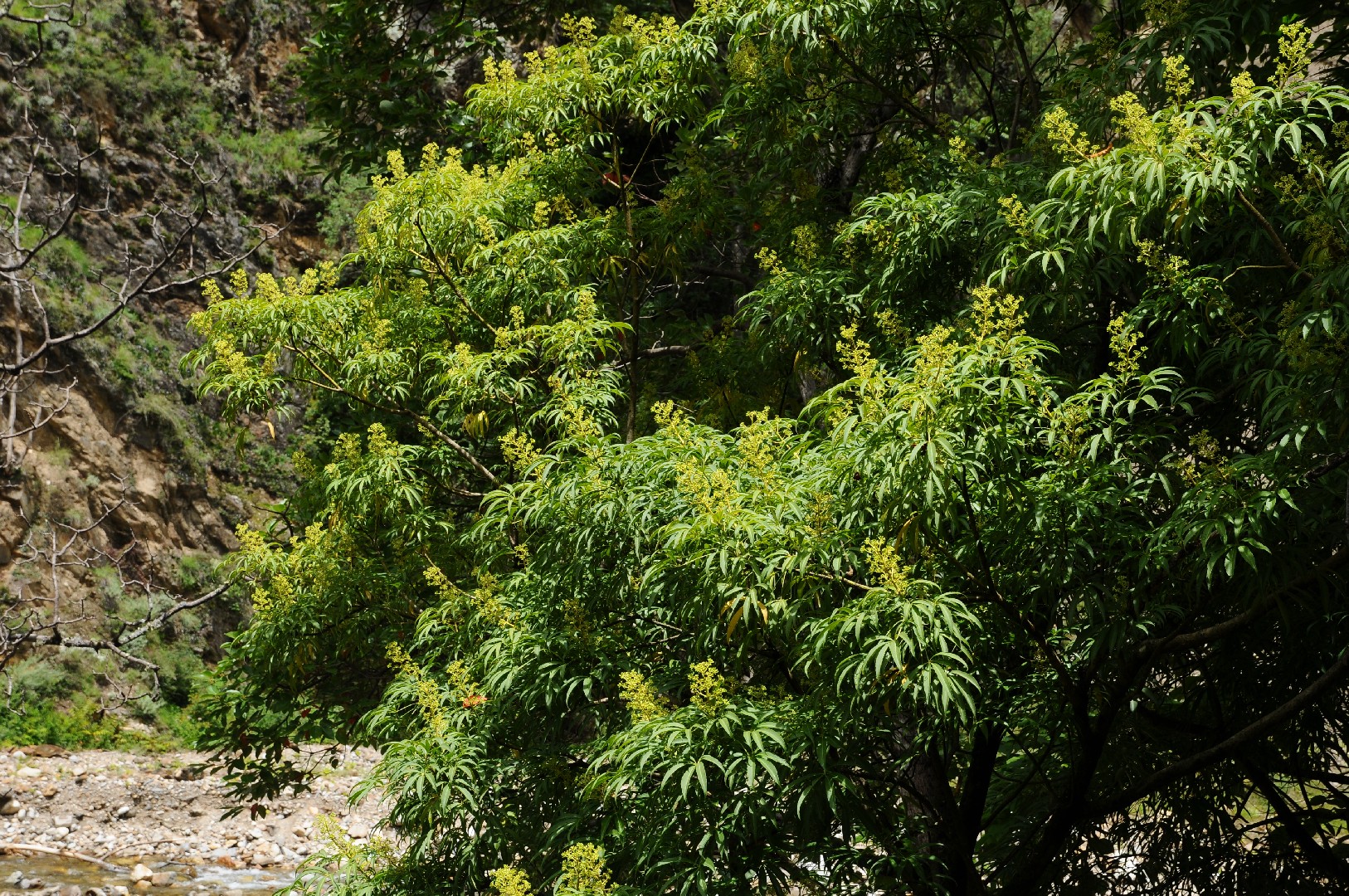 Metapanax delavayi - PictureThis