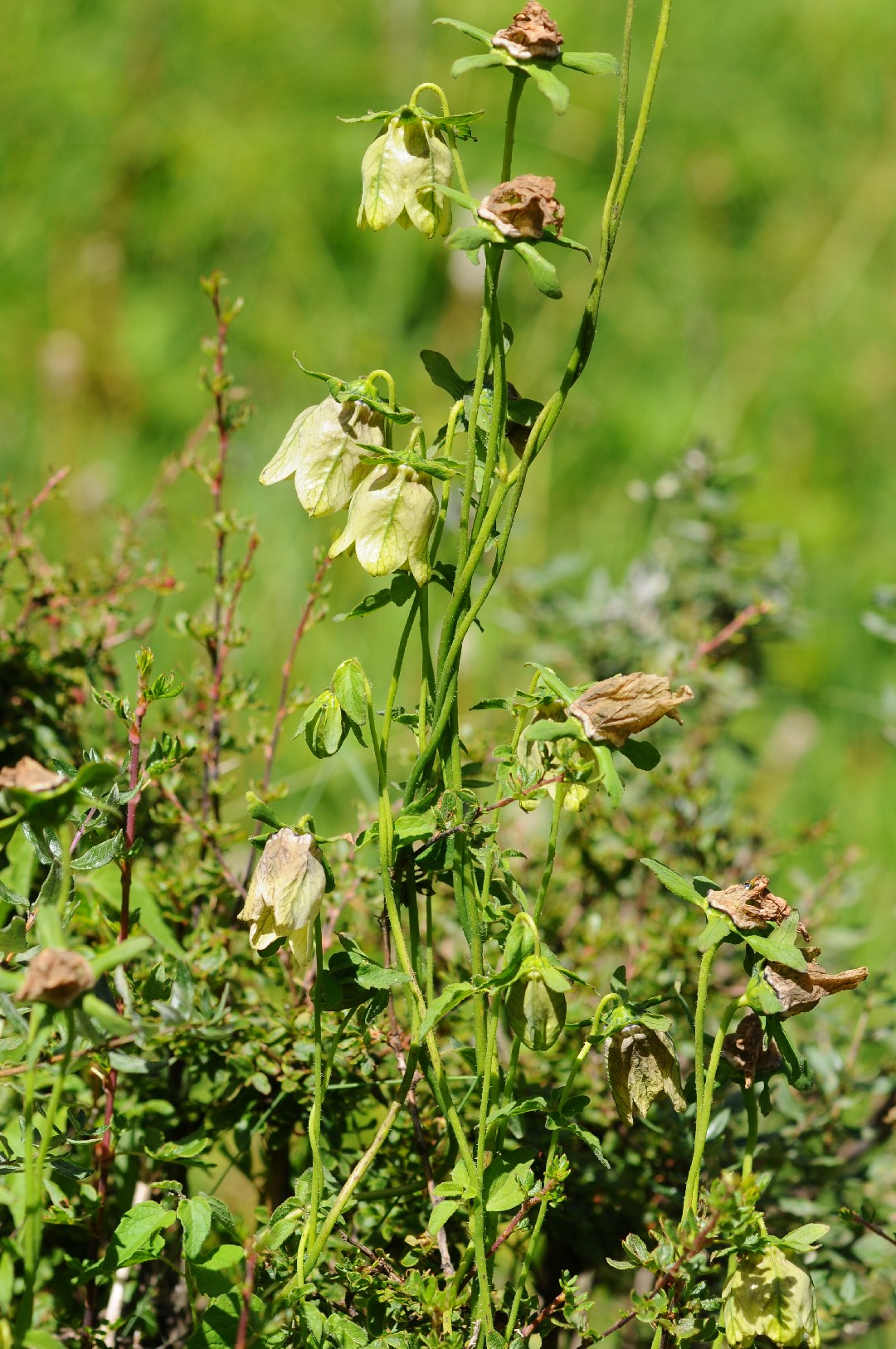 Codonopsis viridiflora - PictureThis