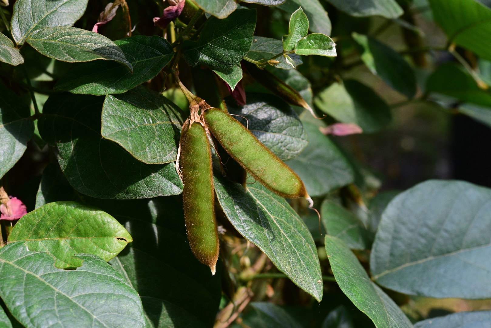 Kennedia rubicunda - PictureThis