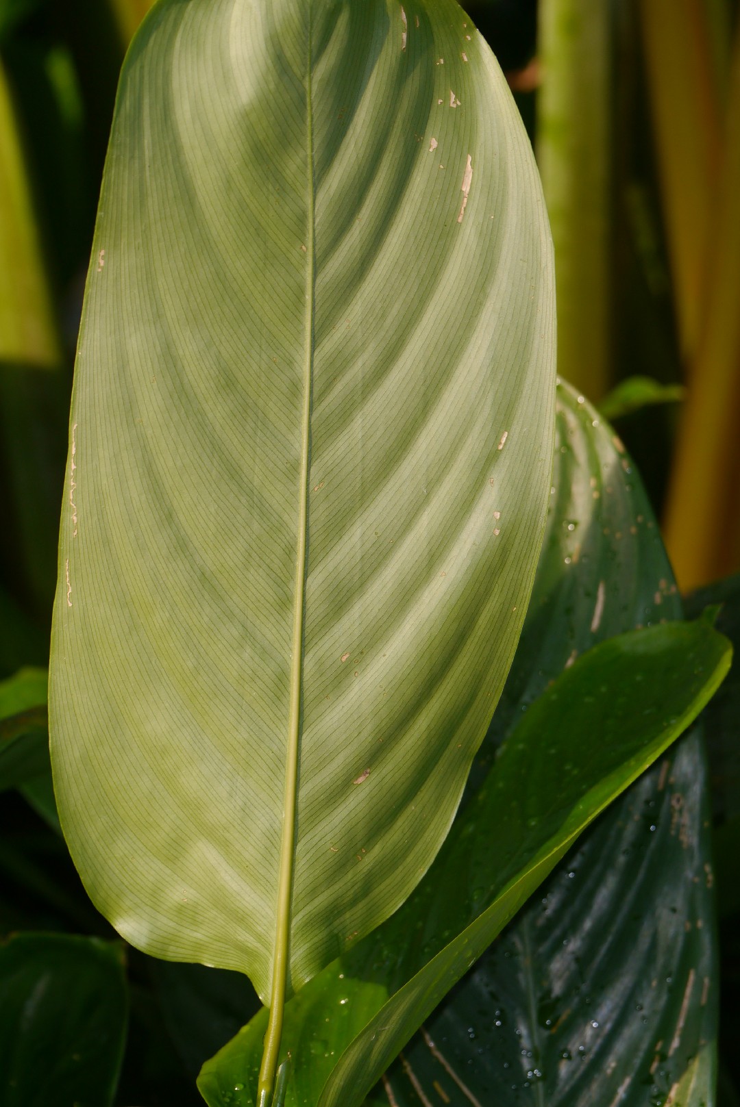 Ctenanthe compressa - PictureThis