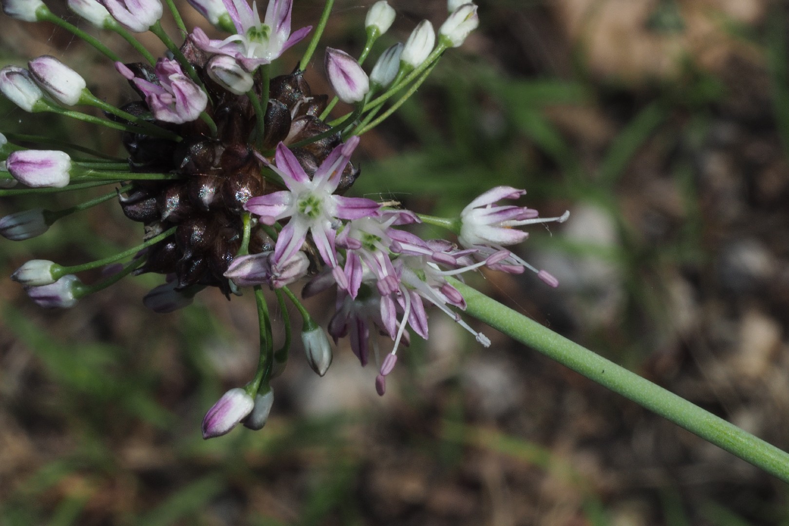 ノビル（野蒜） (Allium macrostemon) 花言葉，毒性，よくある質問 - PictureThis