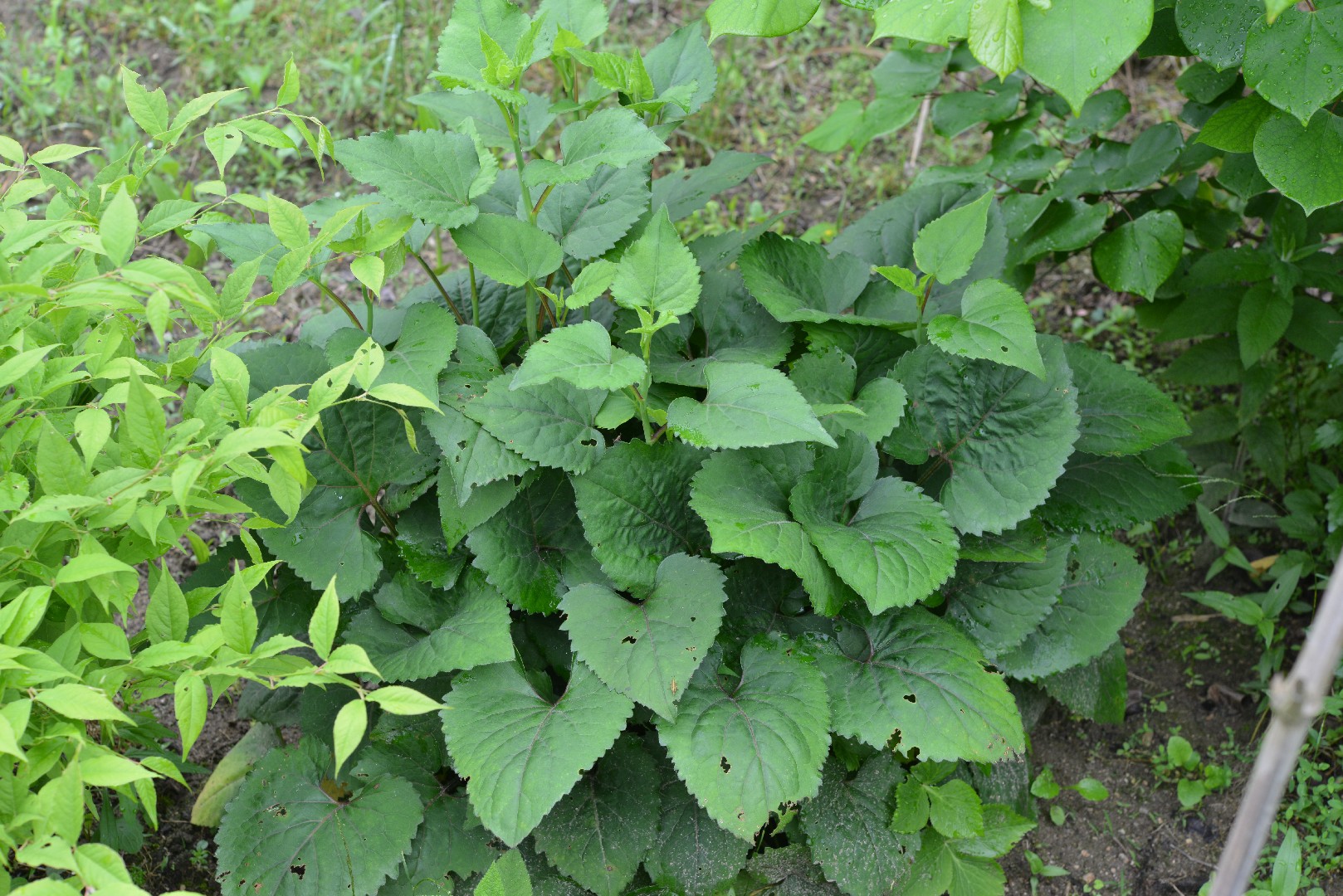 Астра шершавая (Aster scaber) - PictureThis