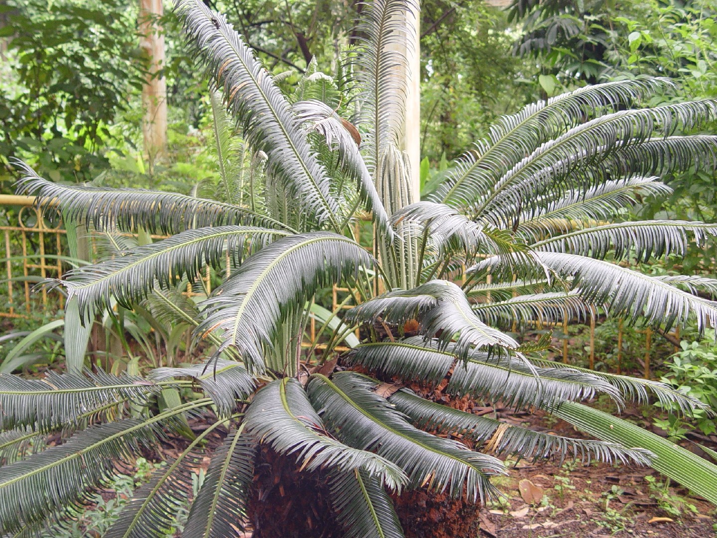 Cycas panzhihuaensis - PictureThis