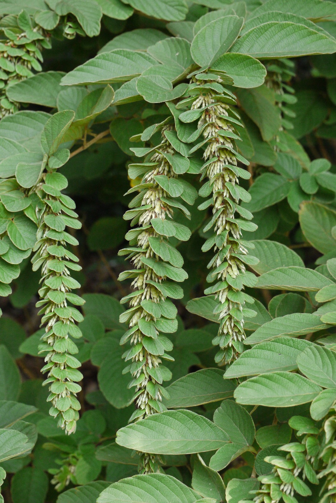 Phyllodium elegans - PictureThis