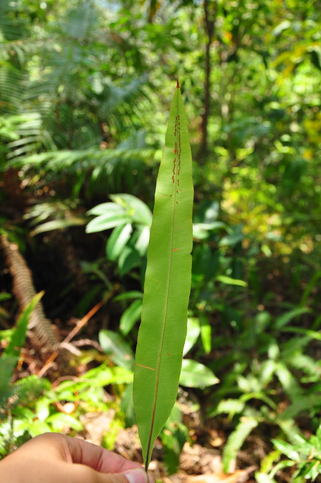 Oleandra wallichii - PictureThis