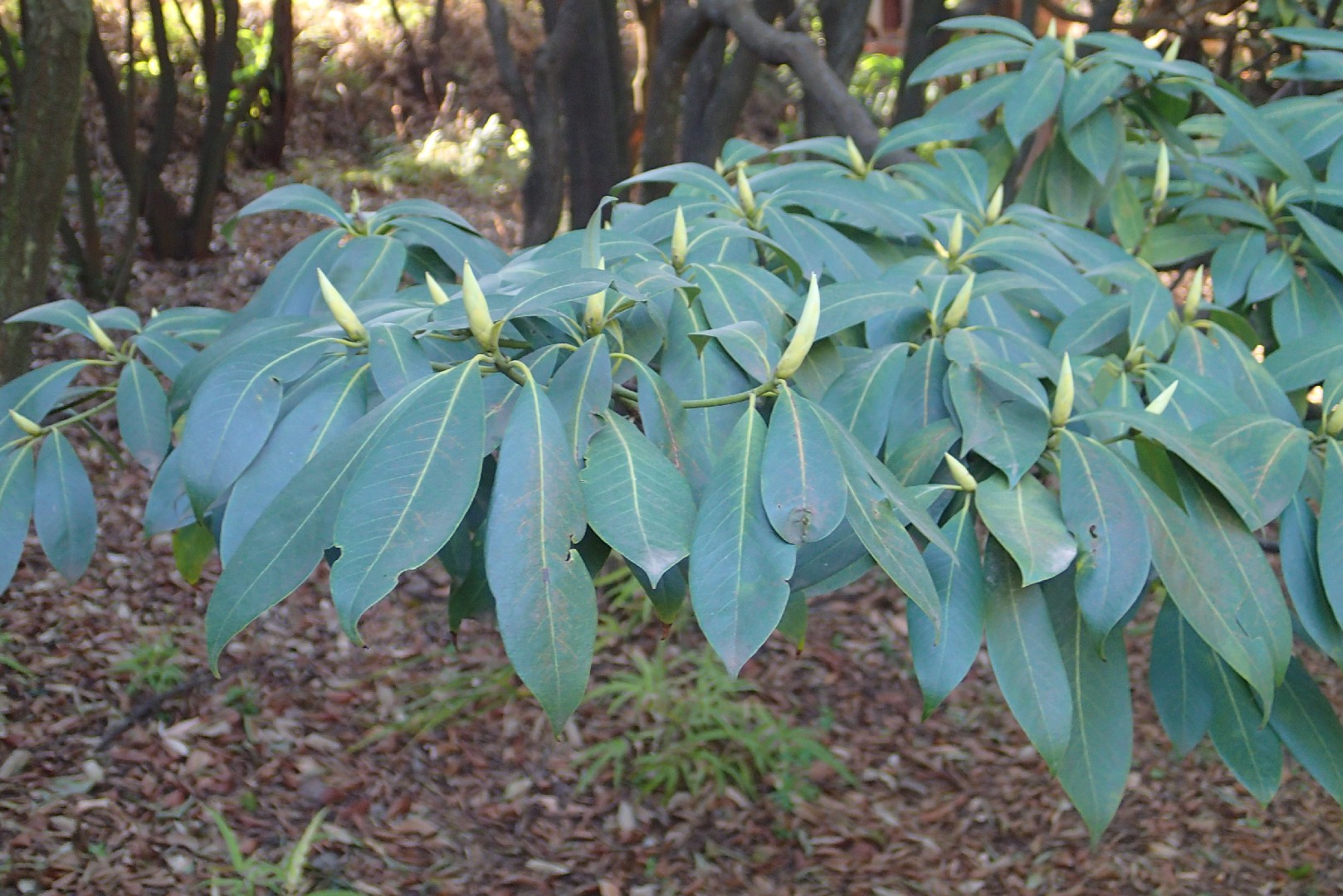 Machilus yunnanensis - PictureThis