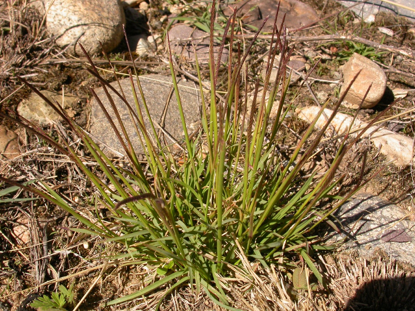 Microchloa indica Flower, Leaf, Care, Uses - PictureThis
