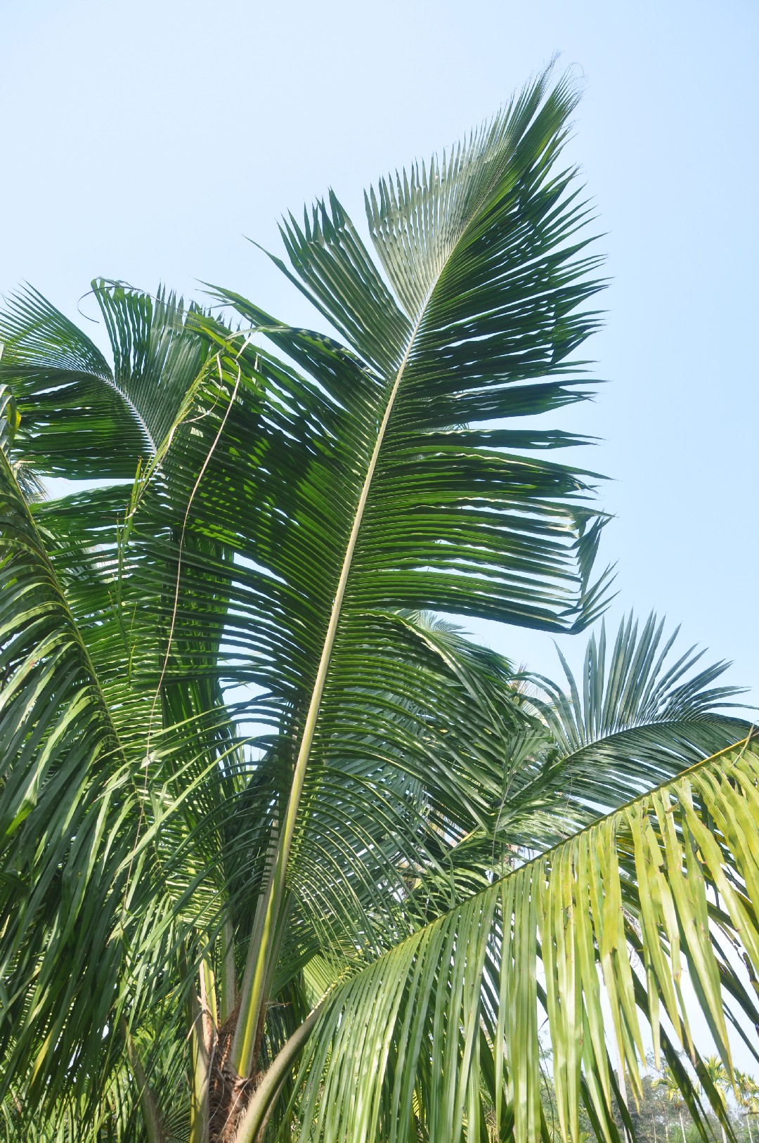 Beccariophoenix madagascariensis - PictureThis