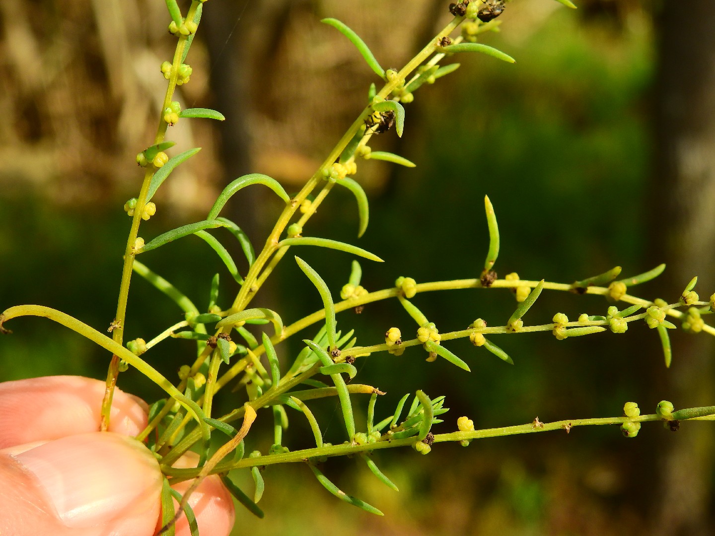 Suaeda australis - PictureThis