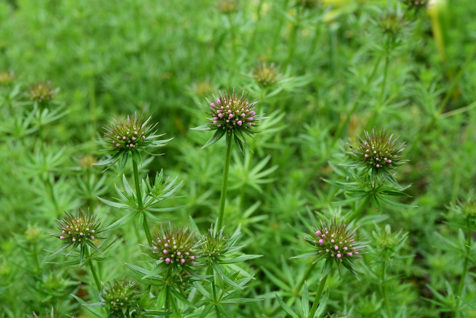 Caucasian crosswort (Phuopsis stylosa) Flower, Leaf, Care, Uses ...