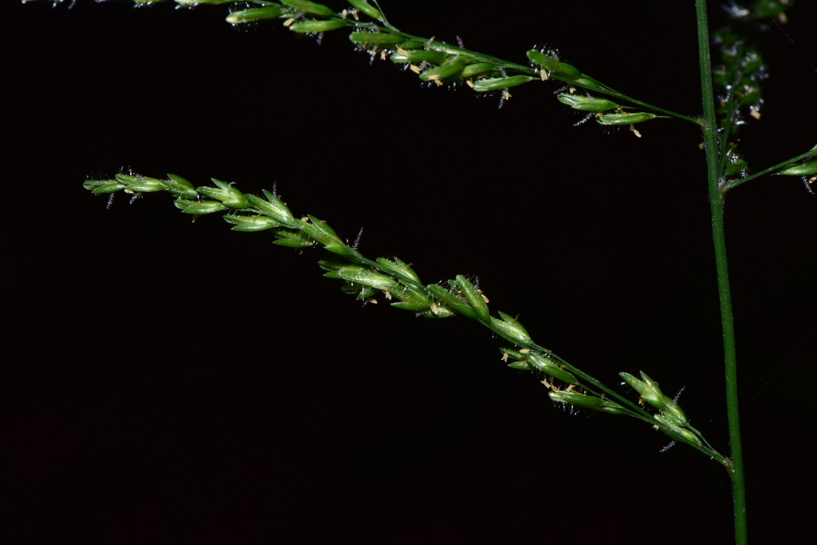 Centotheca lappacea - PictureThis