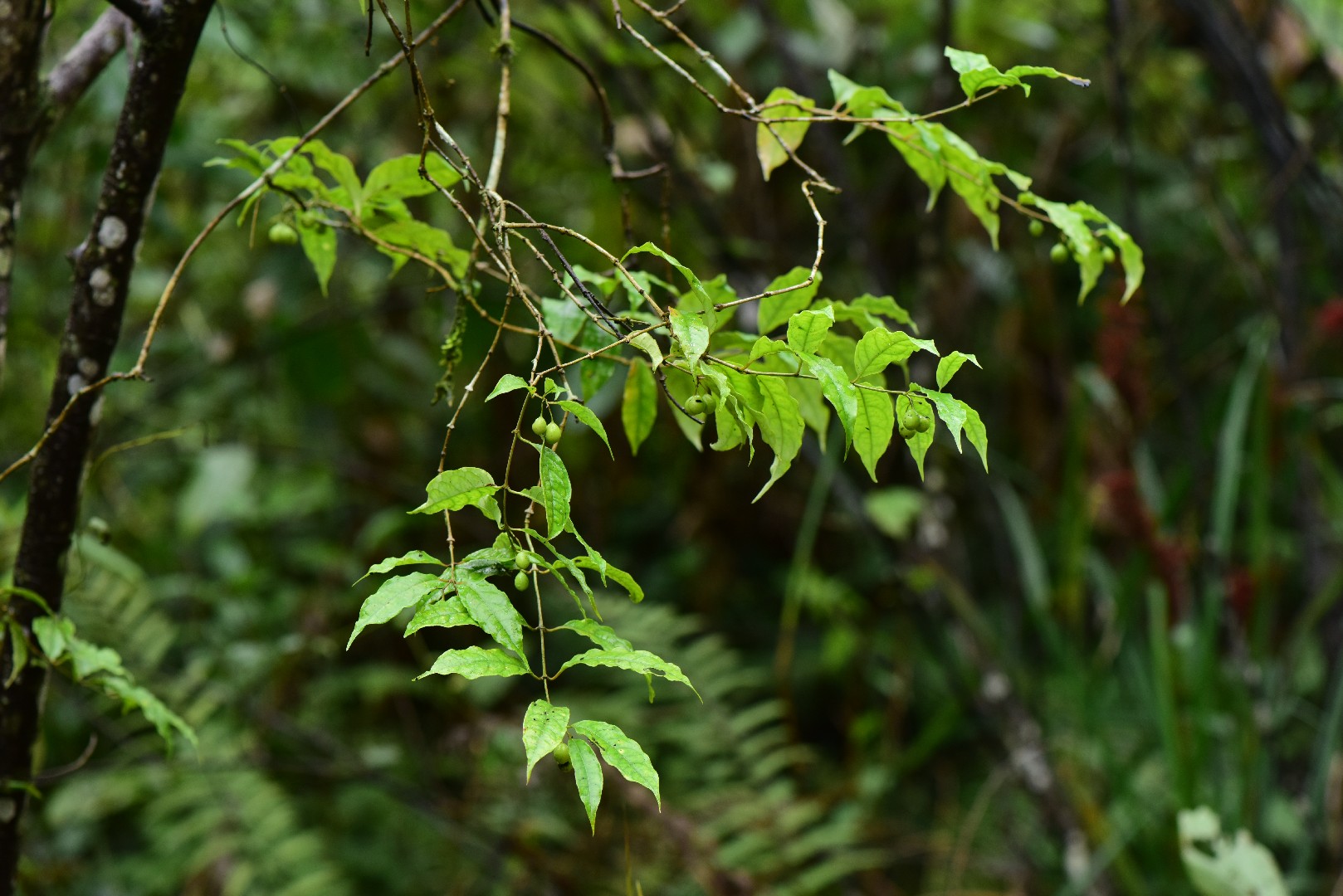 多花蓬萊葛 (Gardneria multiflora) 照顧，種植，繁殖，開花時間 - PictureThis