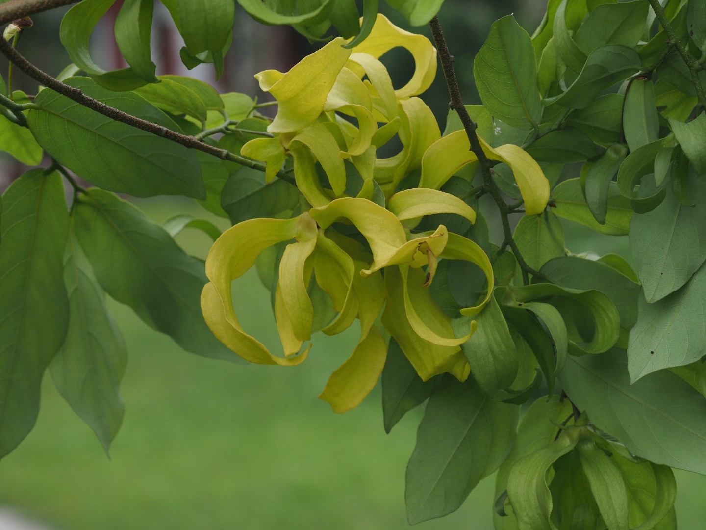 デスモス・チネンシス (Desmos chinensis) 花言葉，毒性，よくある質問 - PictureThis