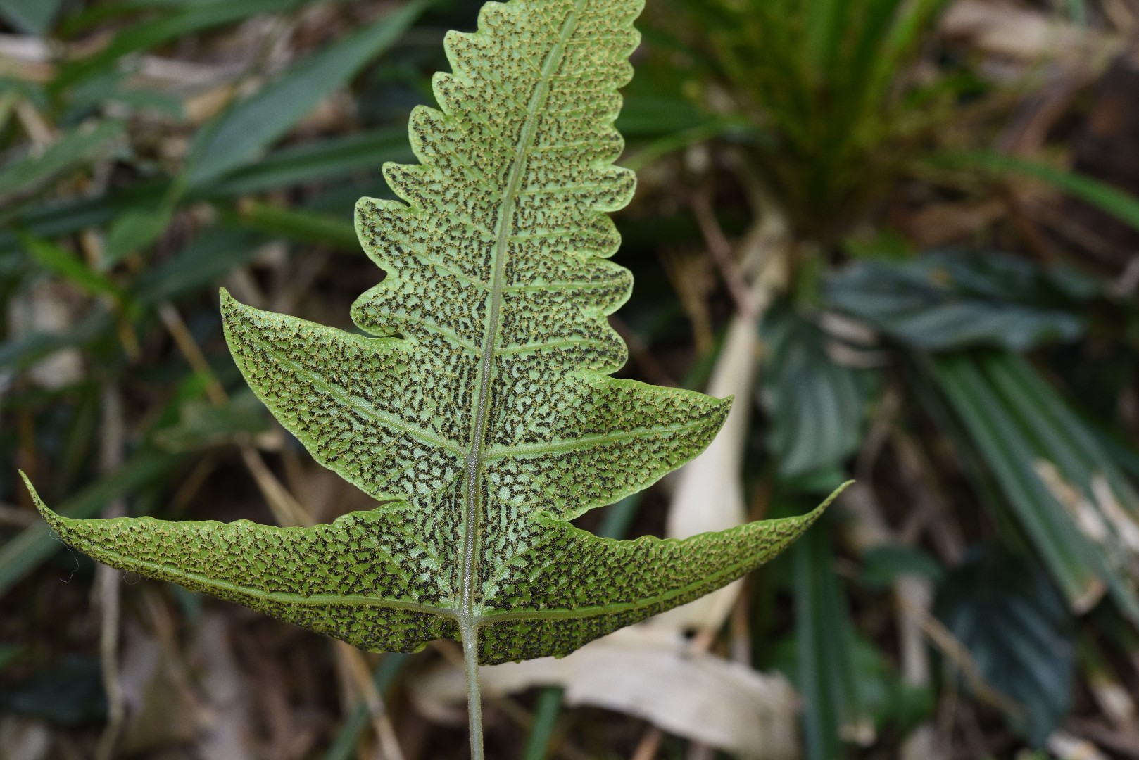 Stegnogramma sagittifolia - PictureThis