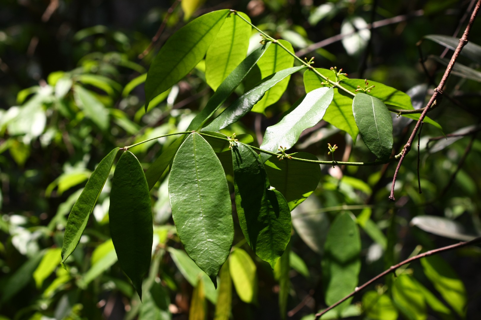 Sindechites henryi - PictureThis