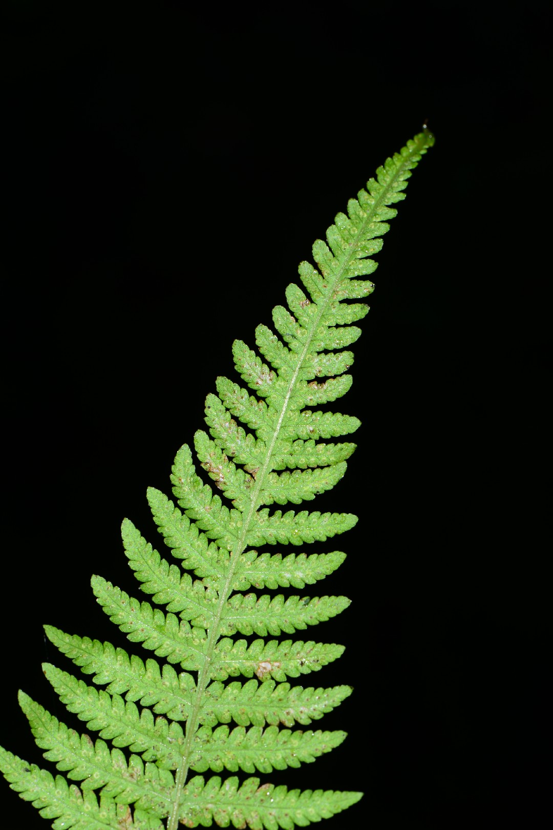 Marsh fern (Thelypteridaceae) Flower, Leaf, Care, Uses - PictureThis