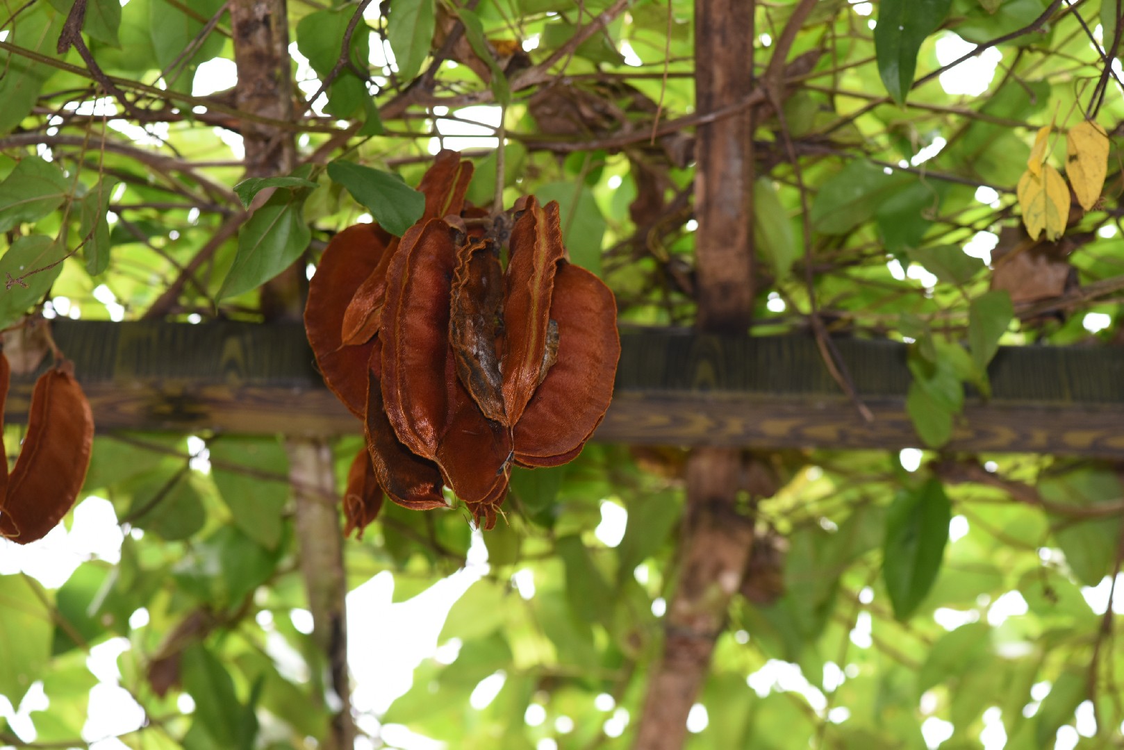 Mucuna gigantea - PictureThis