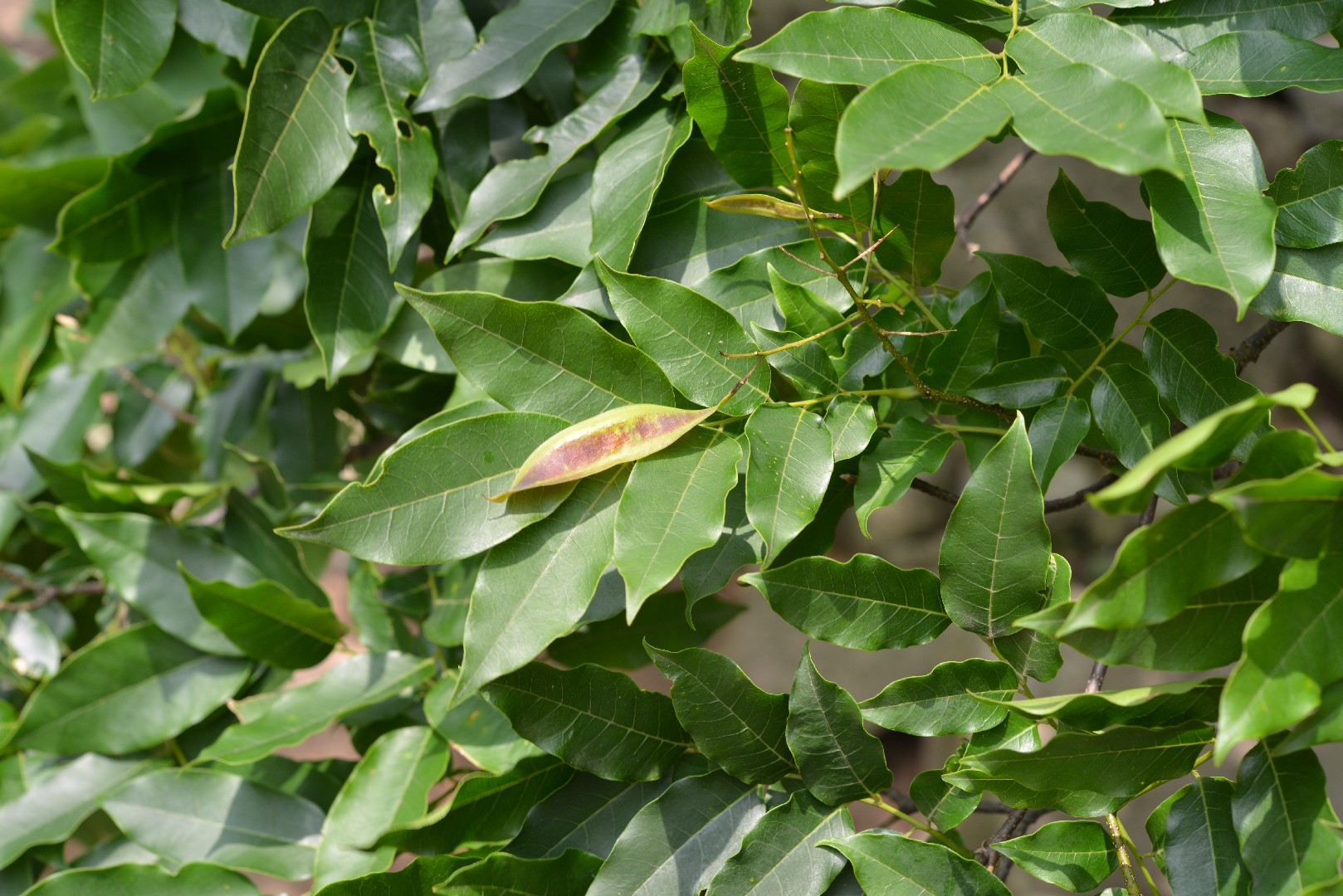 Cladrastis wilsonii - PictureThis