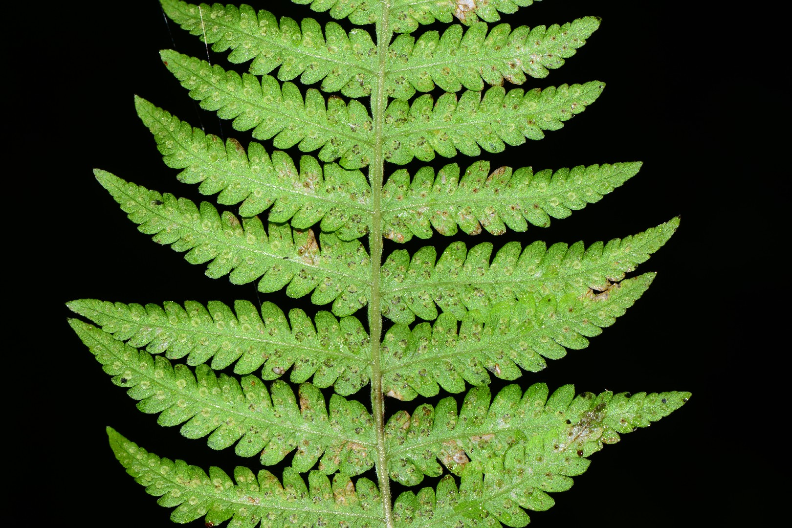 Marsh fern (Thelypteridaceae) Flower, Leaf, Care, Uses - PictureThis