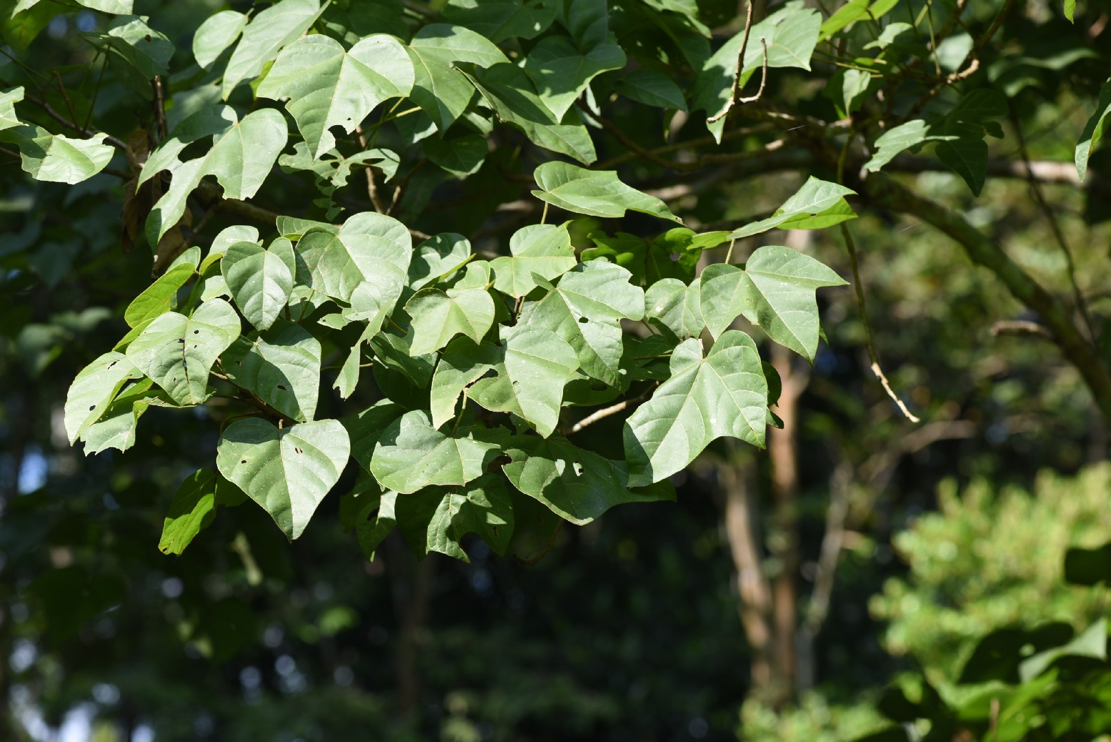 Parasol tree (Firmiana) Flower, Leaf, Care, Uses - PictureThis