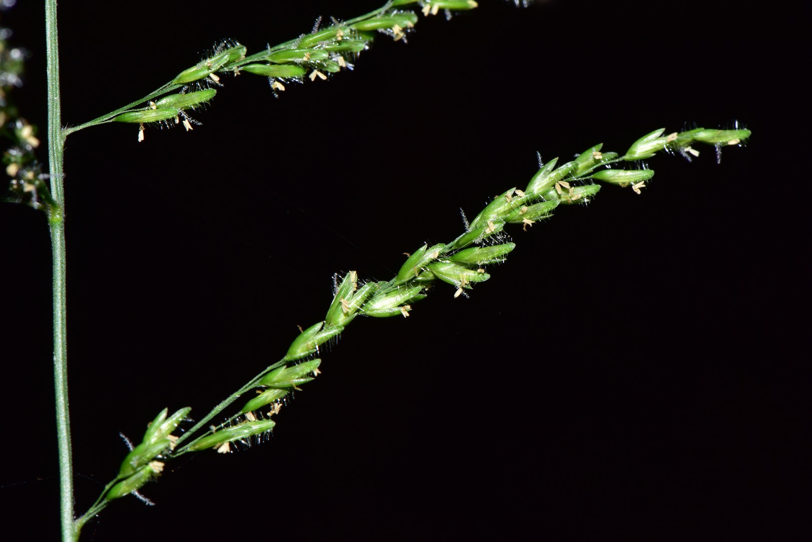 Centotheca lappacea - PictureThis