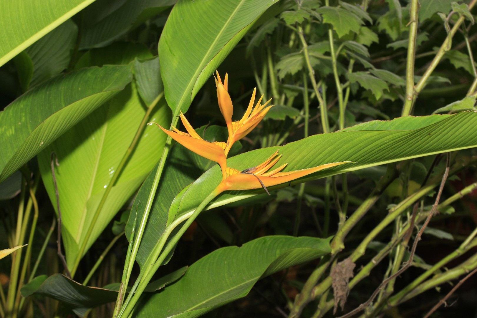 Heliconia metallica - PictureThis