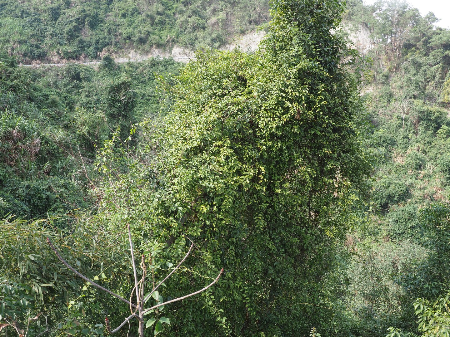 Hypserpa nitida - PictureThis