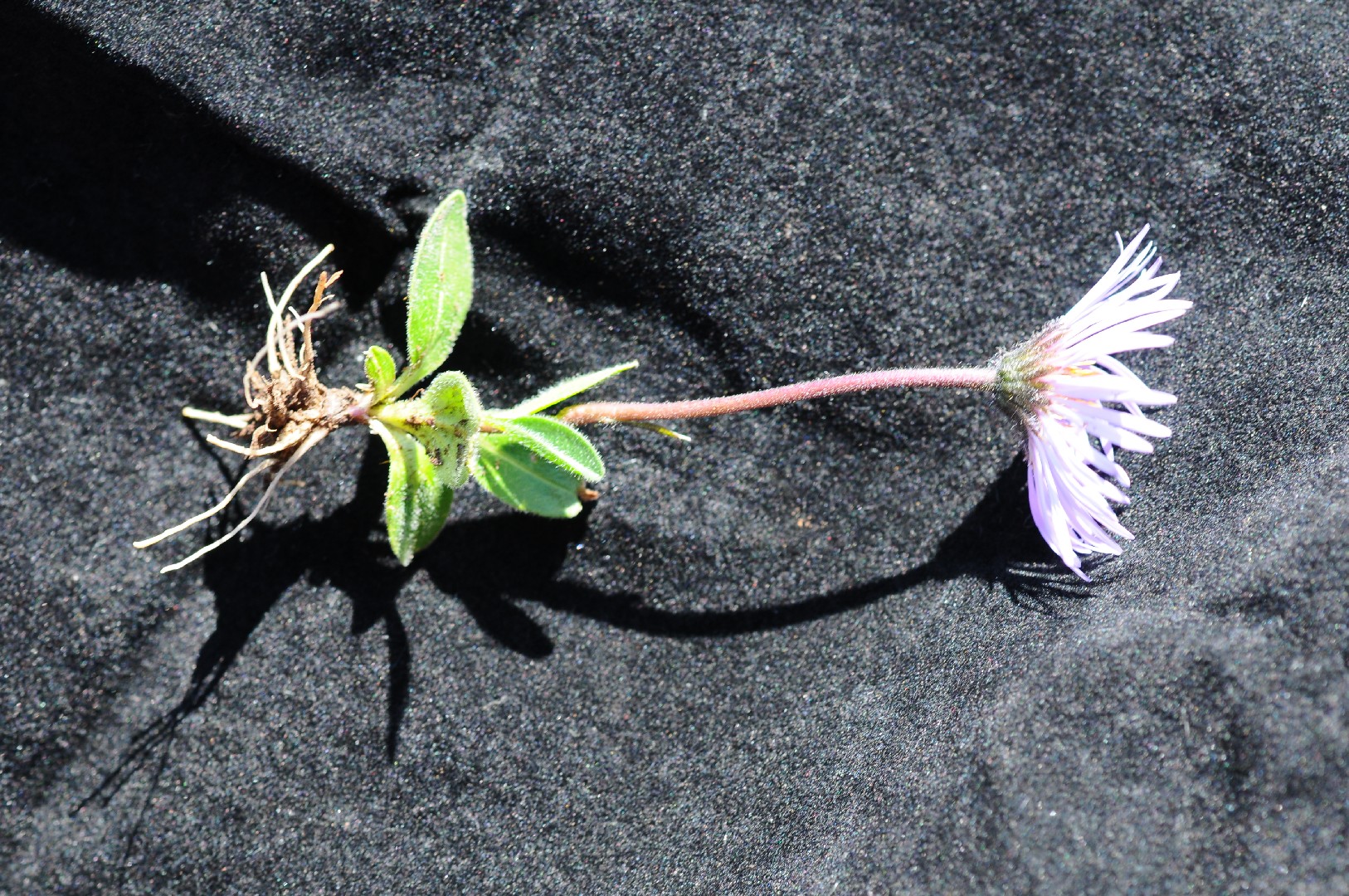 Aster asteroides - PictureThis