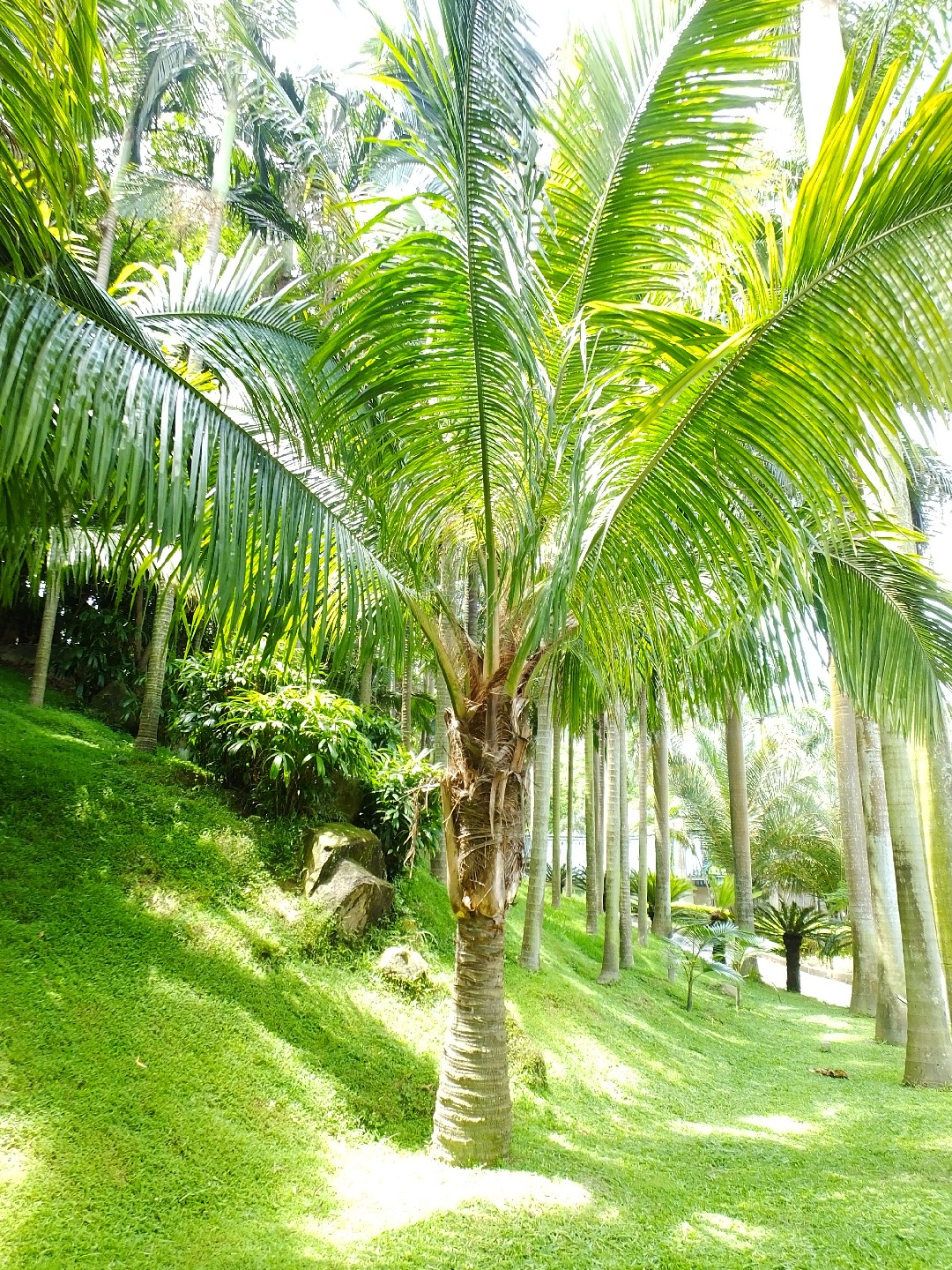 Beccariophoenix madagascariensis - PictureThis